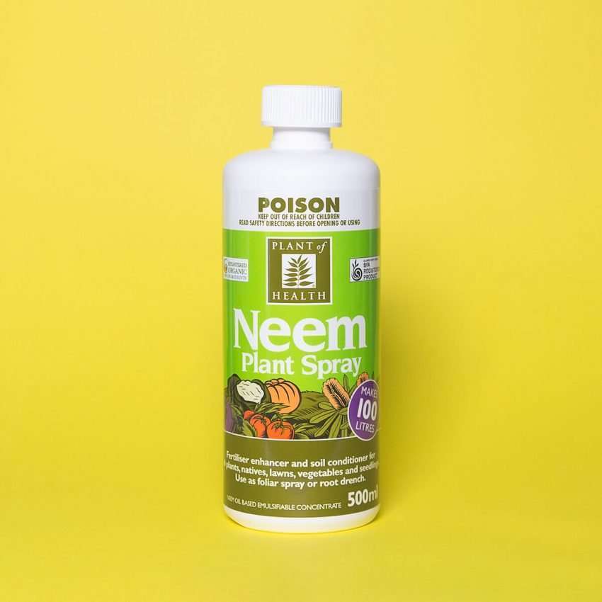 Neem Concentrate - natural Concentrated Neem Plant
